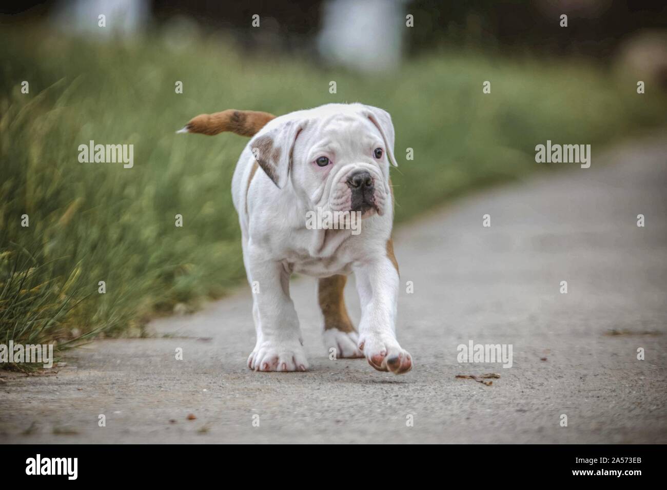 walking American Bulldog Puppy Stock Photo - Alamy