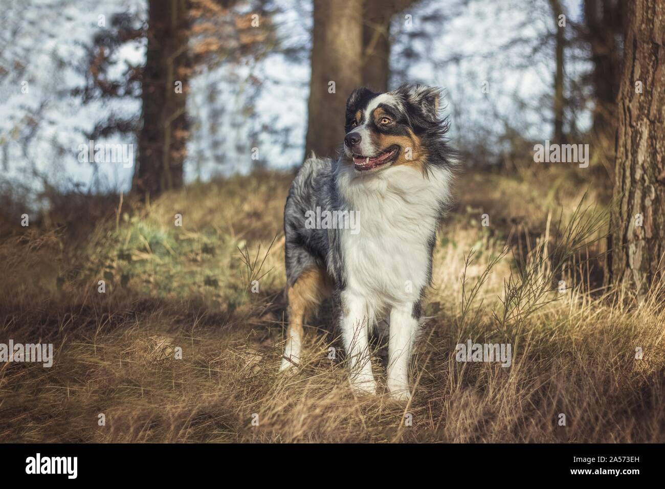 standing Australian Shepherd Stock Photo - Alamy