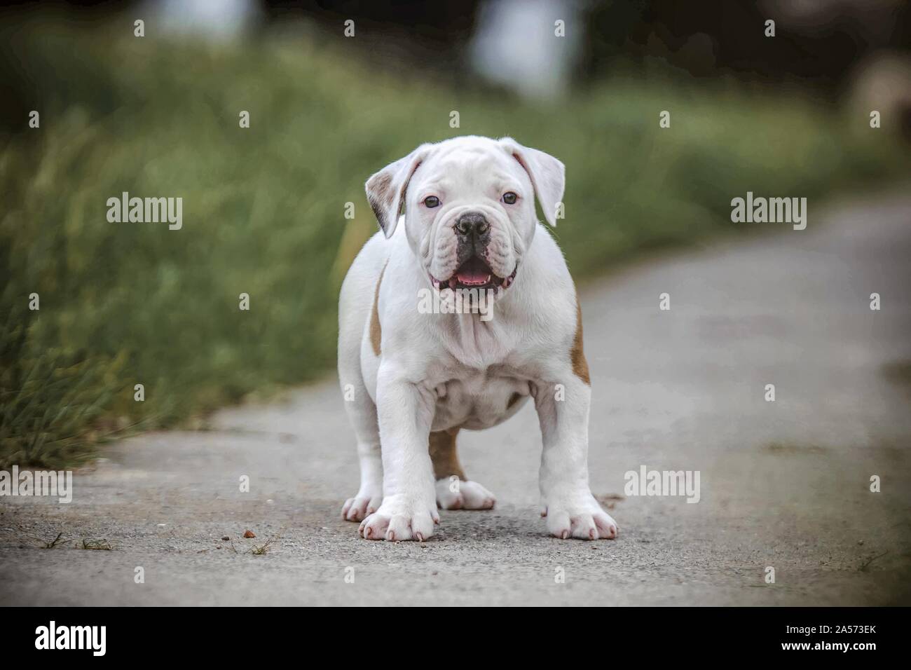 standing American Bulldog Puppy Stock Photo - Alamy