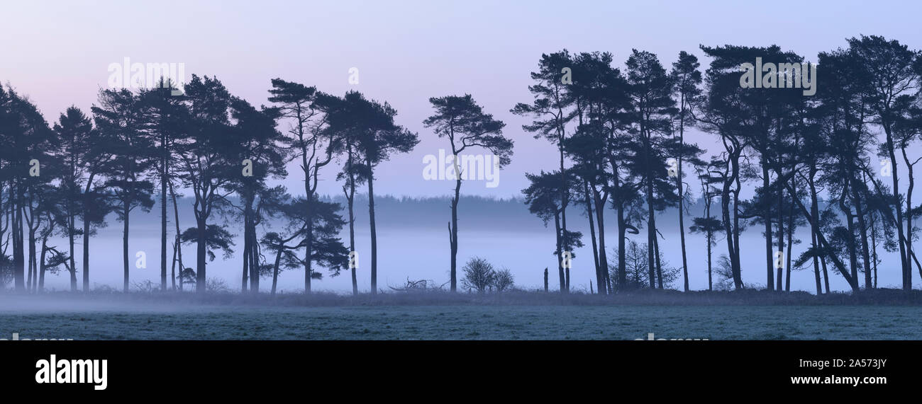 Repeating trees hi-res stock photography and images - Alamy