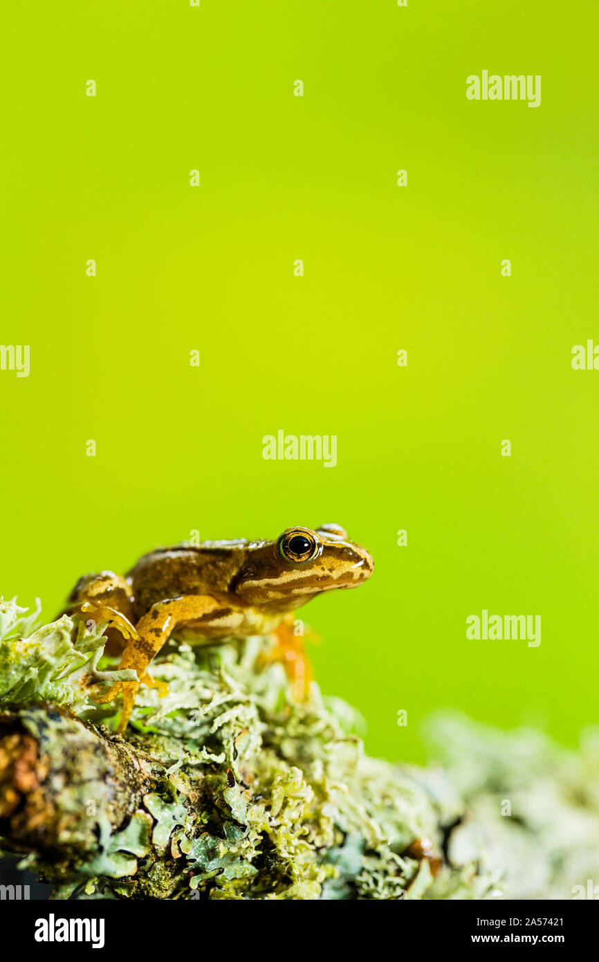 Common frog in autumn in mid Wales Stock Photo - Alamy