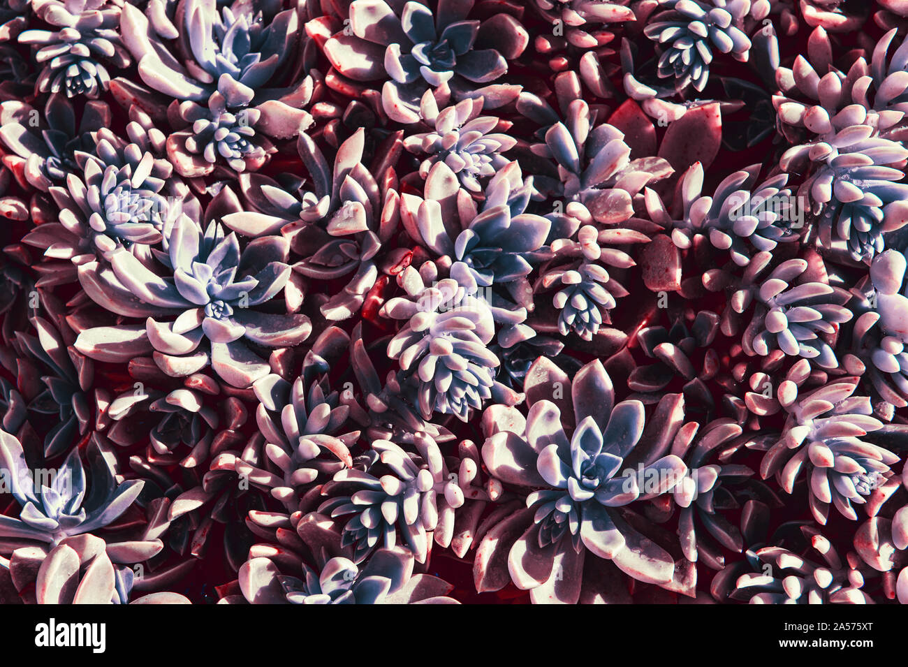 Two-colored succulents grow on the ground. Plant background of round ...