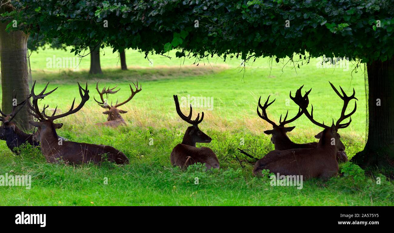 Red deer laying down under a tree in the shade,Wollaton Park,Nottingham ...