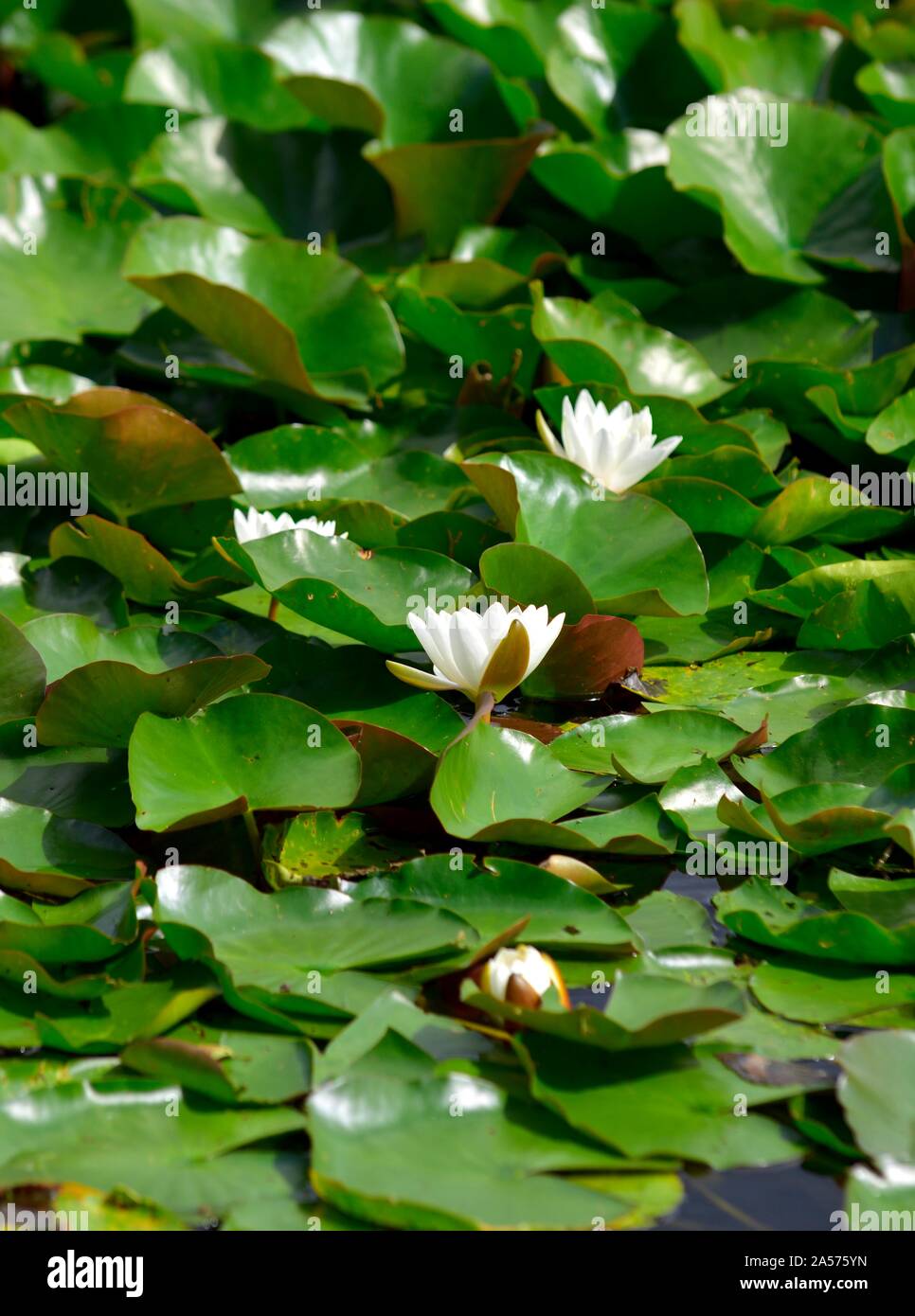 Lilly pads on a lake,Wollaton park,Nottingham,England,UK Stock Photo ...