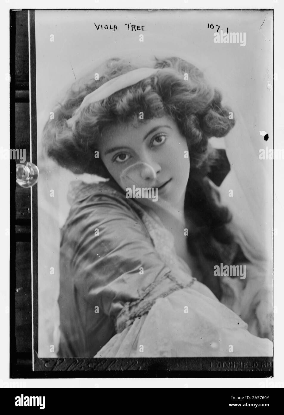 Viola tree hi-res stock photography and images - Alamy