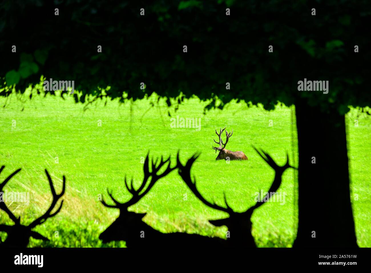 Red Deer in the distance,with deer and antlers in Silhouette in the ...