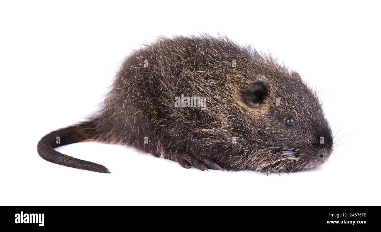 Baby nutria isolated on white background. One brown coypu (Myocastor ...