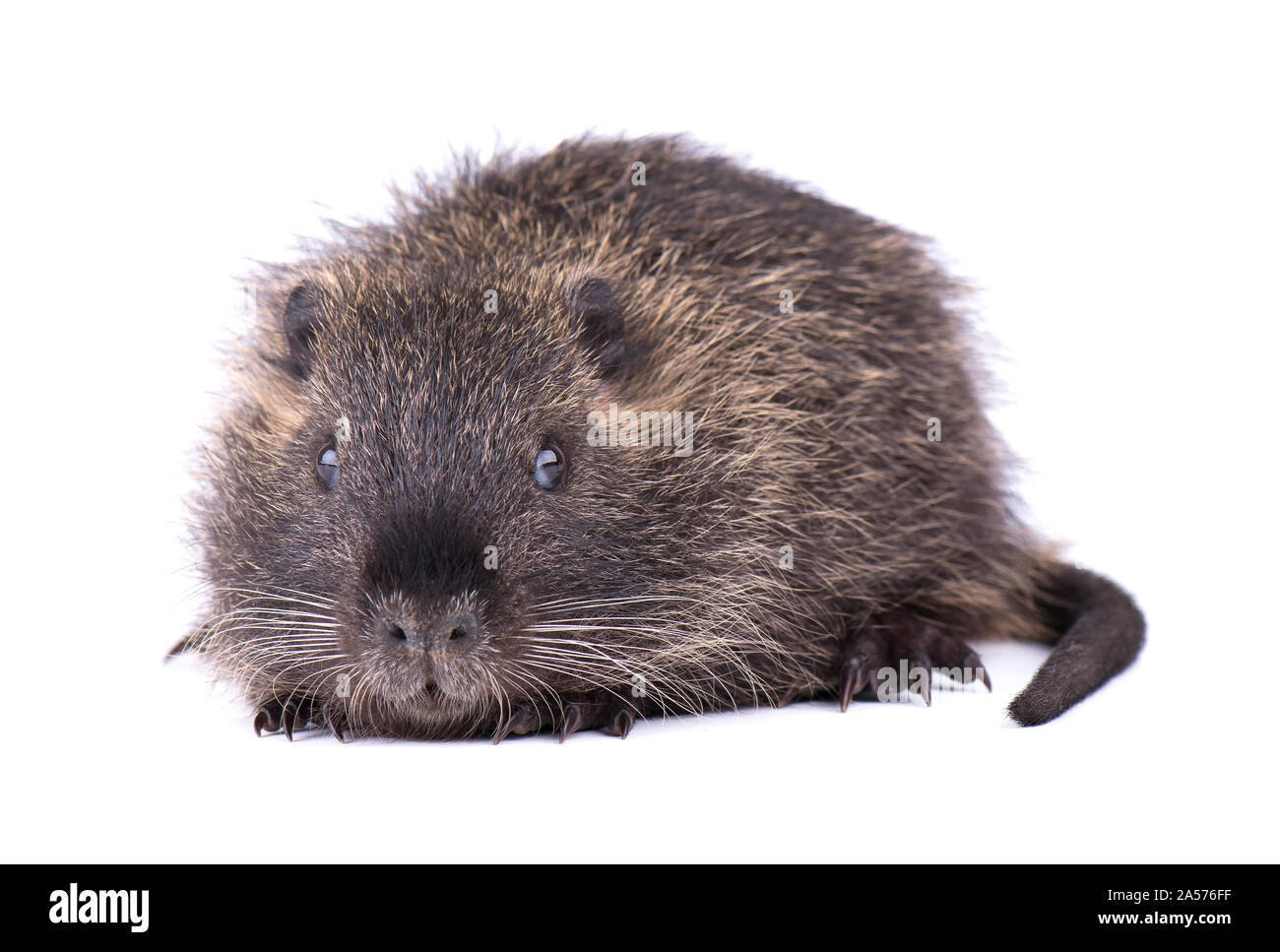 Baby nutria isolated on white background. One brown coypu (Myocastor ...