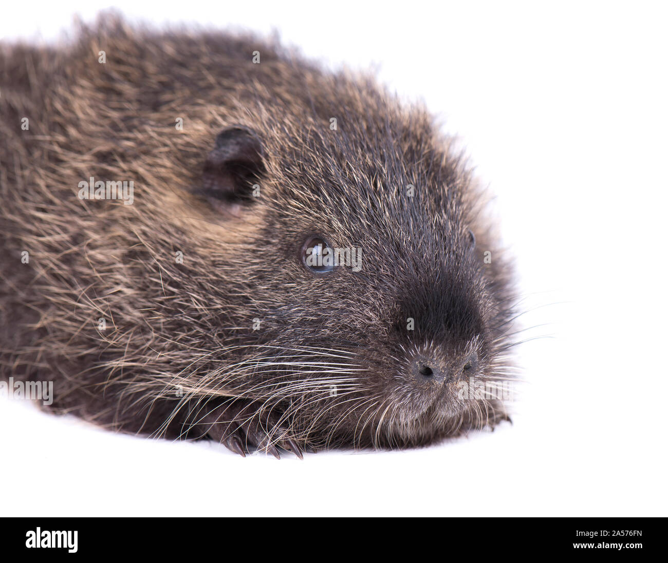 Baby nutria isolated on white background. One brown coypu (Myocastor ...