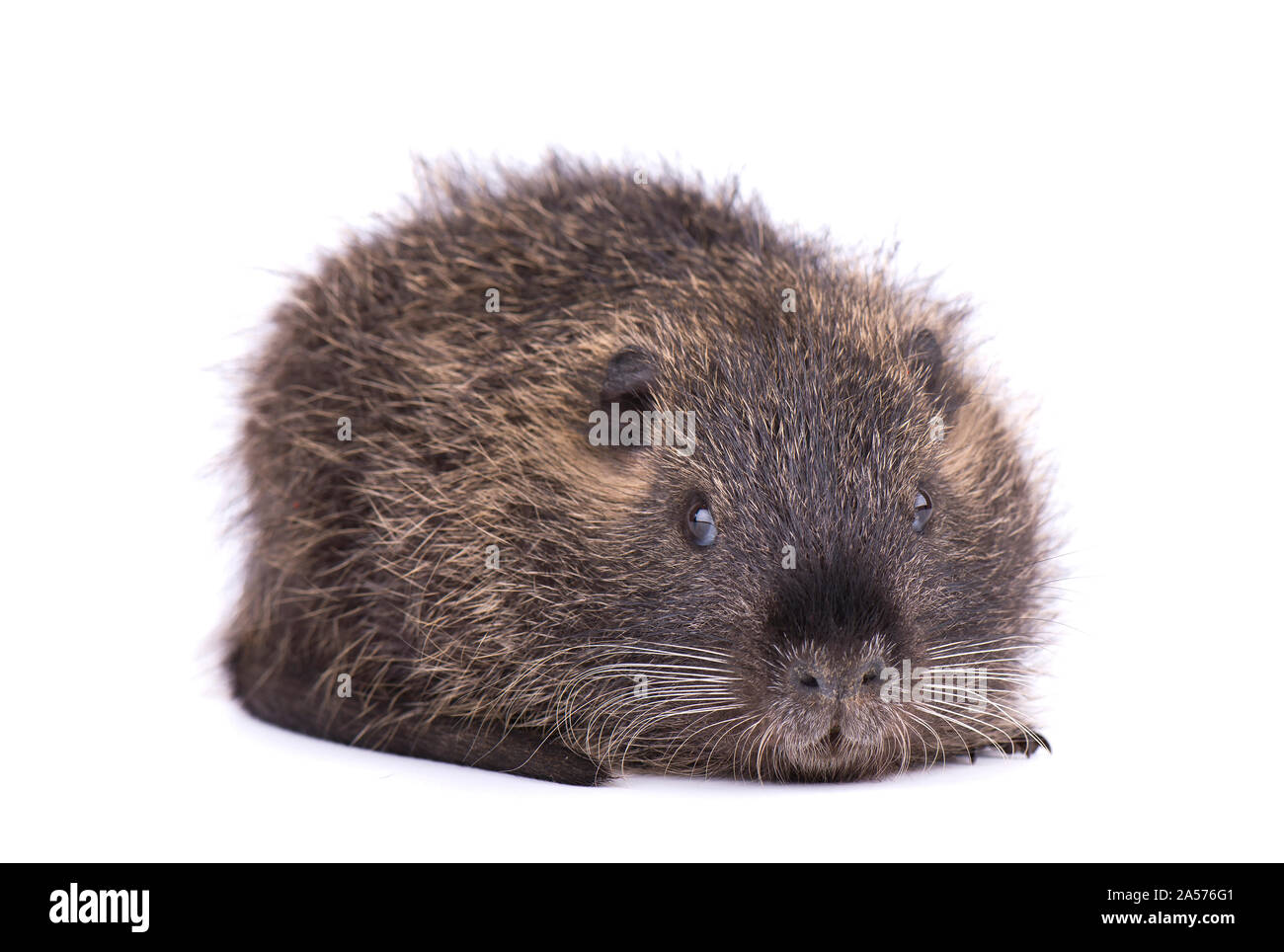 Baby nutria isolated on white background. One brown coypu Myocastor ...