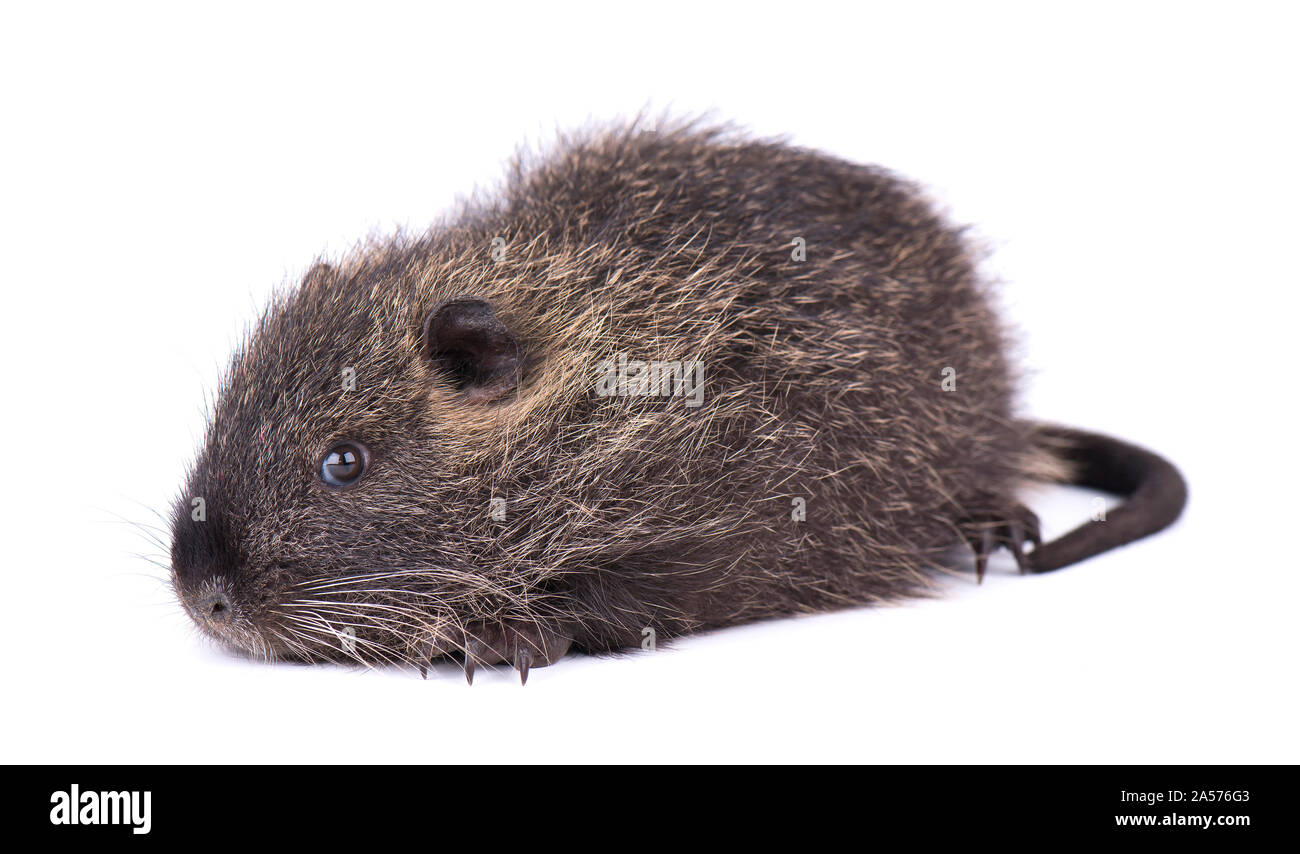 Baby nutria isolated on white background. One brown coypu (Myocastor ...