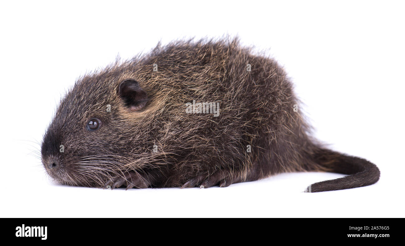 Baby nutria isolated on white background. One brown coypu (Myocastor ...