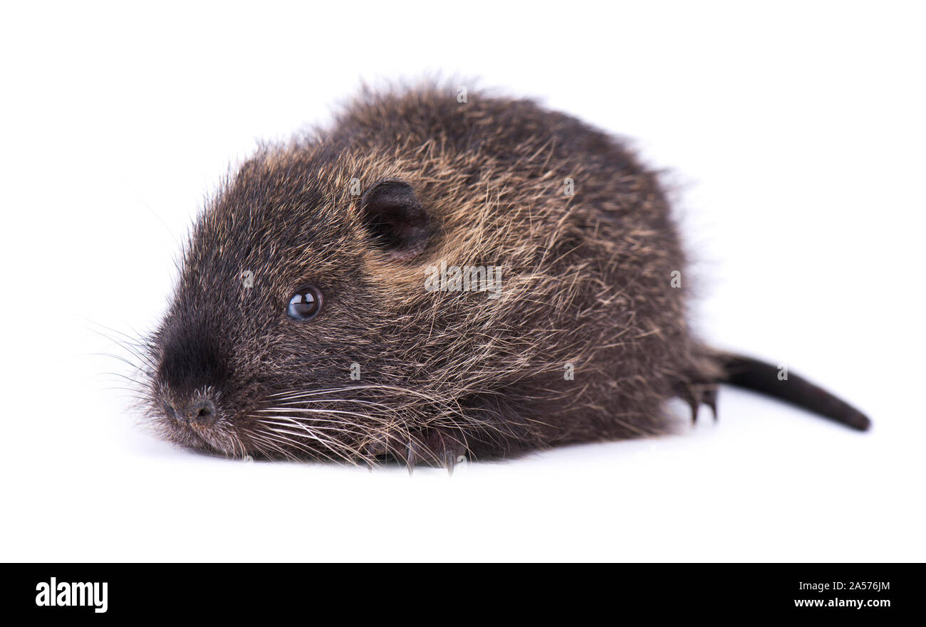 Baby nutria isolated on white background. One brown coypu Myocastor ...