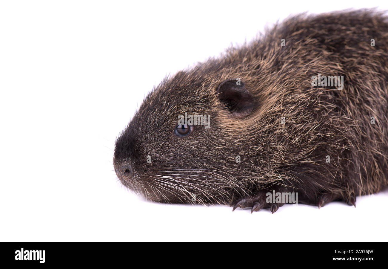 Baby nutria isolated on white background. One brown coypu Myocastor ...
