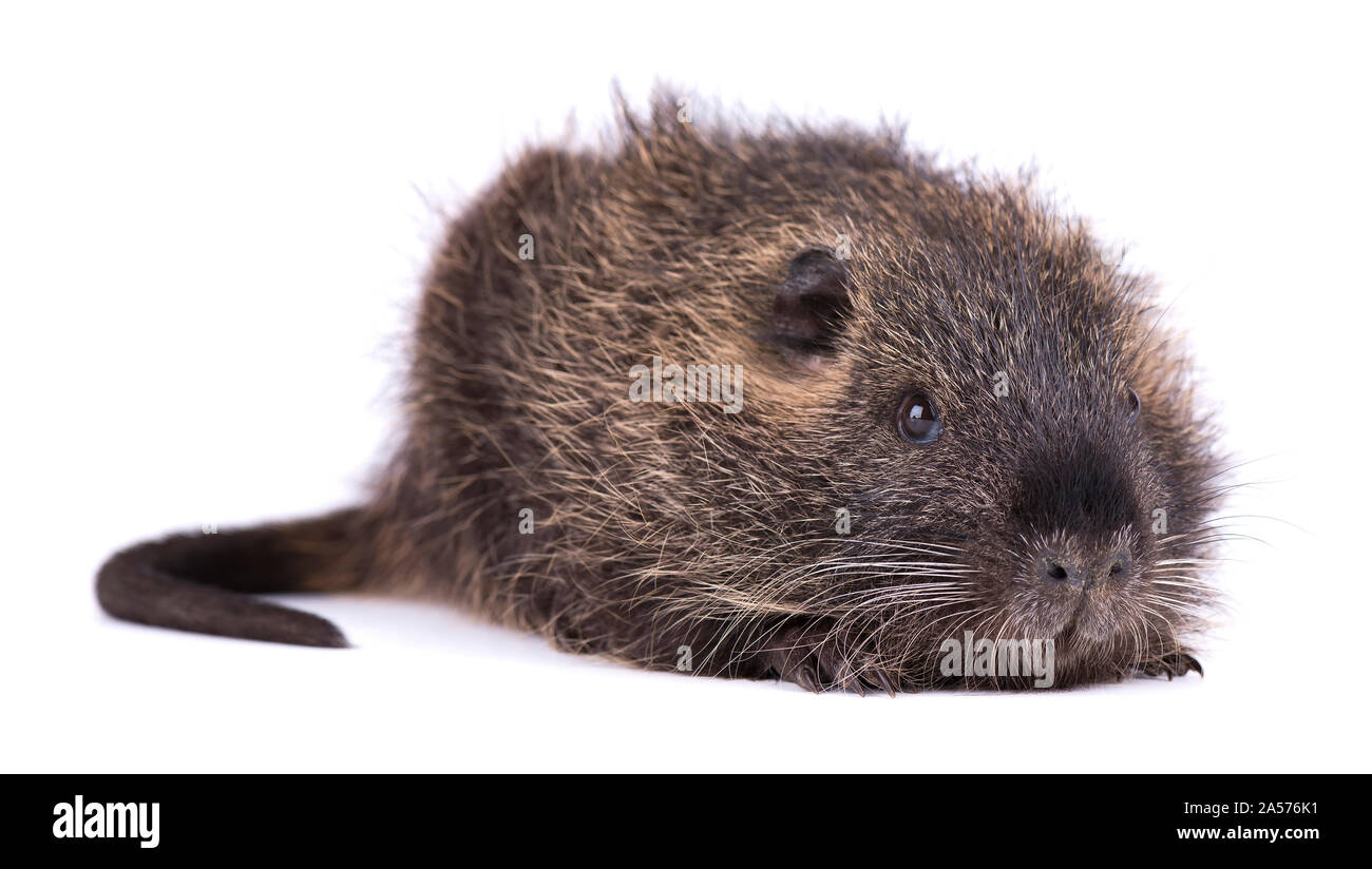 Baby nutria isolated on white background. One brown coypu Myocastor ...