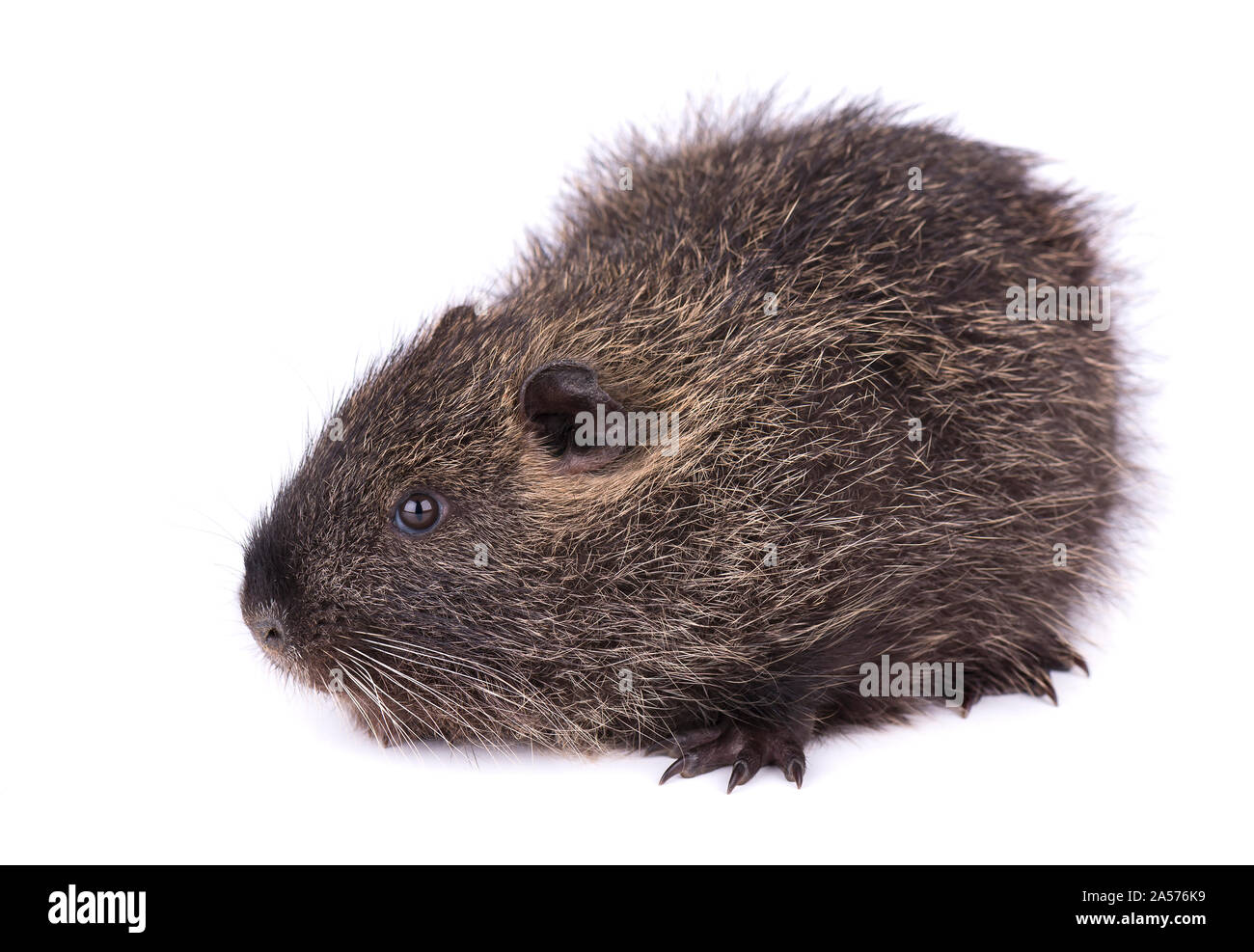 Baby nutria isolated on white background. One brown coypu Myocastor ...