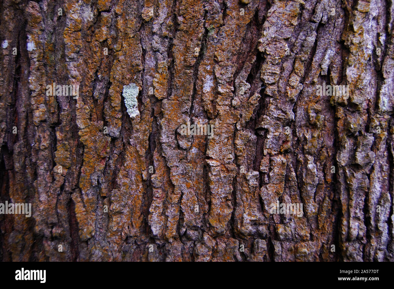 Oak bark textures hi-res stock photography and images - Alamy