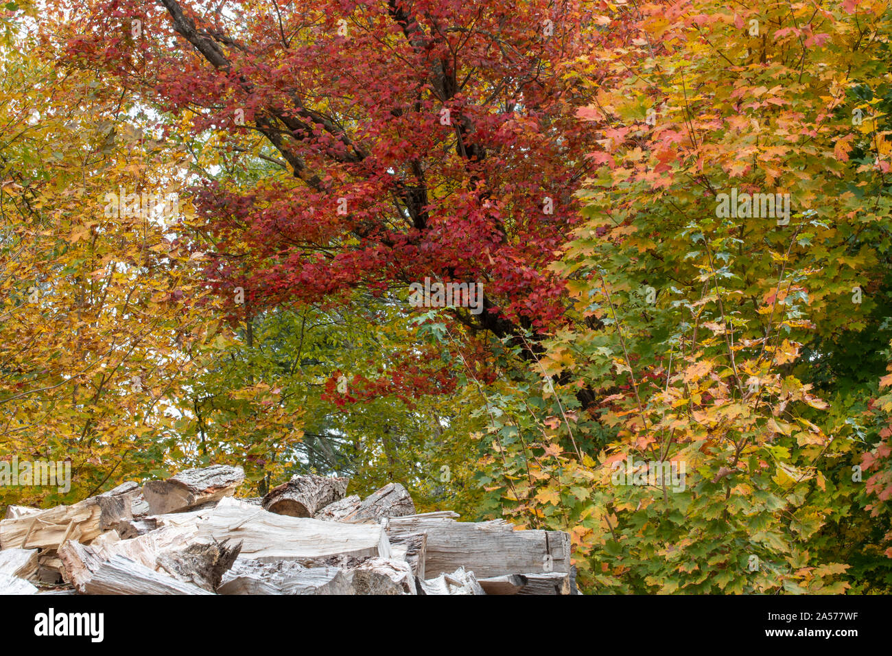 Splendid natural colors hi-res stock photography and images - Alamy