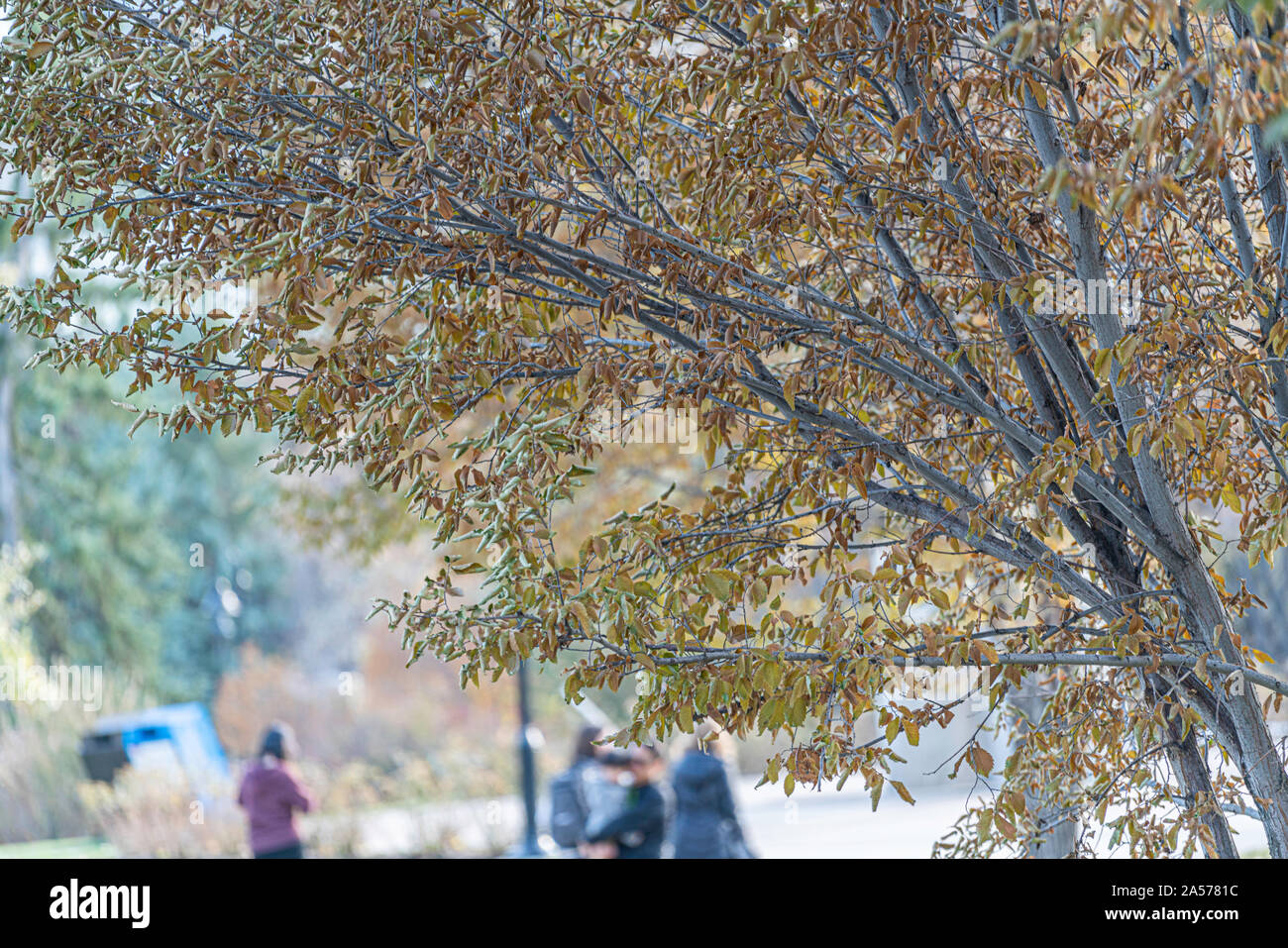 Fall autmn trees in a park with Stock Photo - Alamy