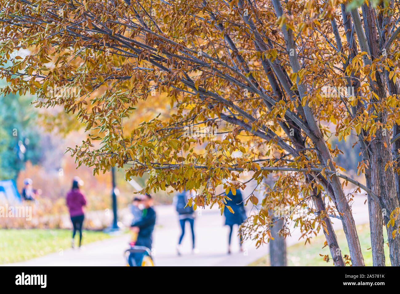 Fall autmn trees in a park with Stock Photo - Alamy