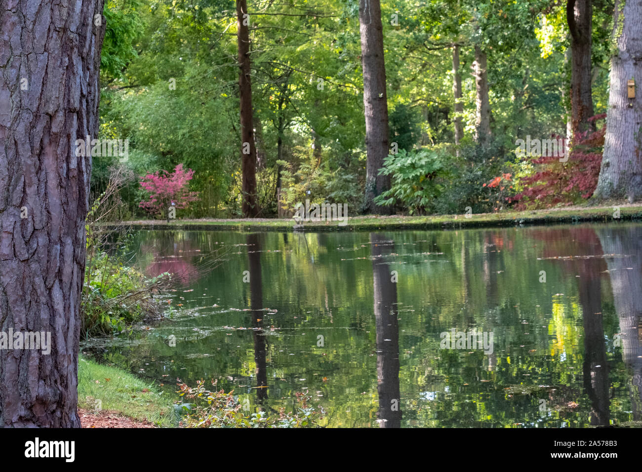 Lake at the garden of Exbury House, near Beaulieu in Hampshire, UK ...