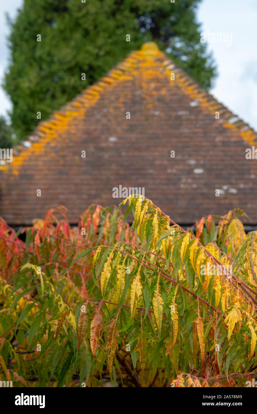 Leaves of the sumac tree photographed in autumn in front of a roof with ...