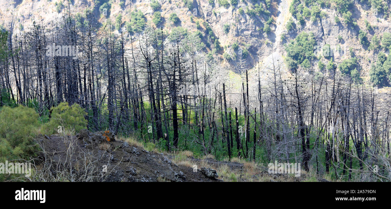 many burnt trees on mountain In european land Stock Photo - Alamy