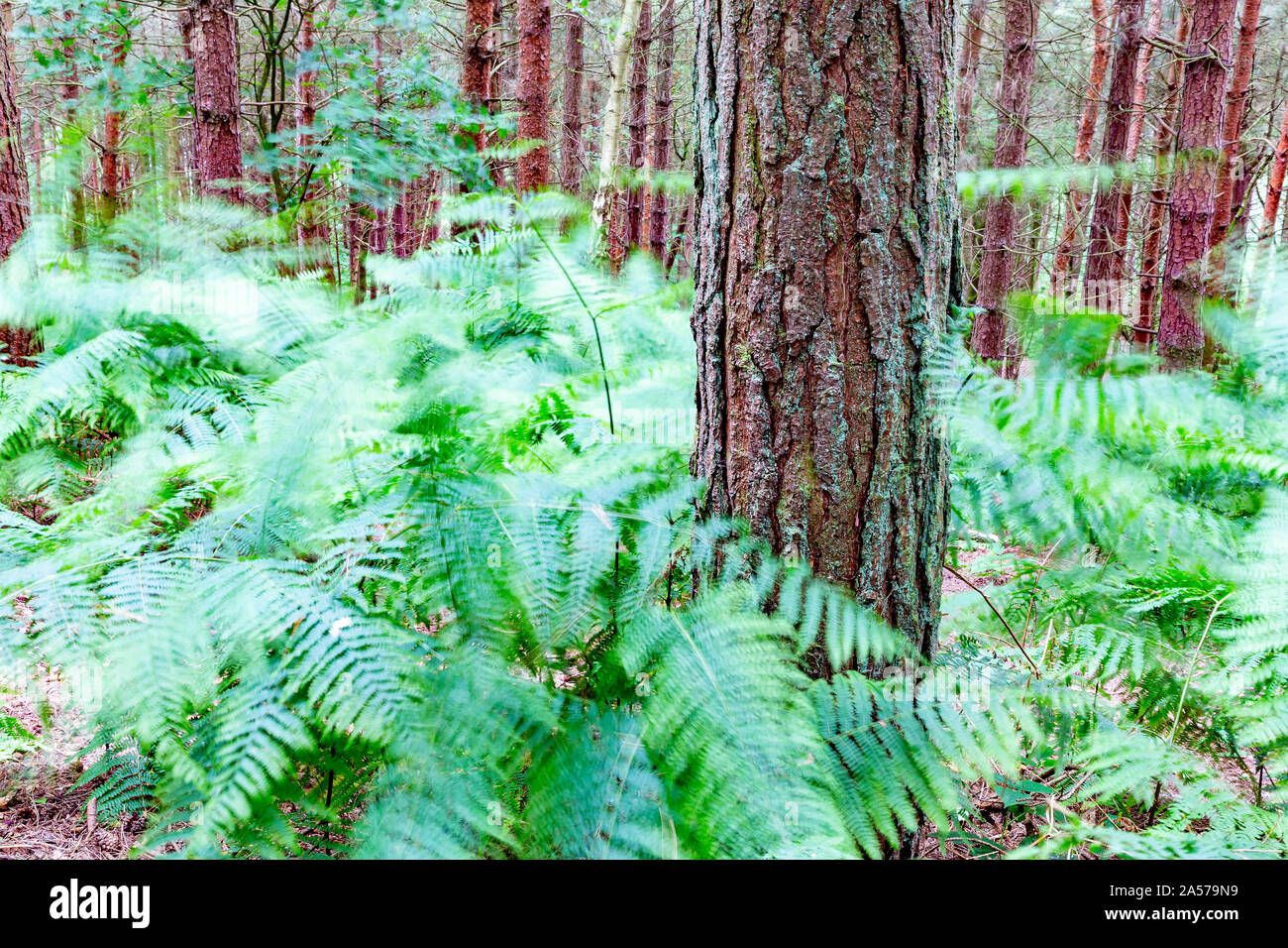 Ferns, moving with the wind at Daresbury Firs, against the trunks of ...