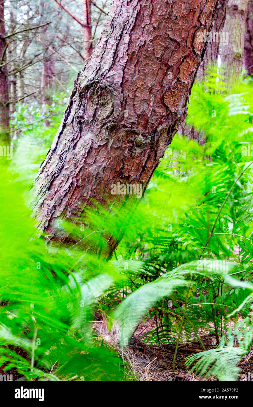 Ferns, moving with the wind at Daresbury Firs, against the trunks of ...
