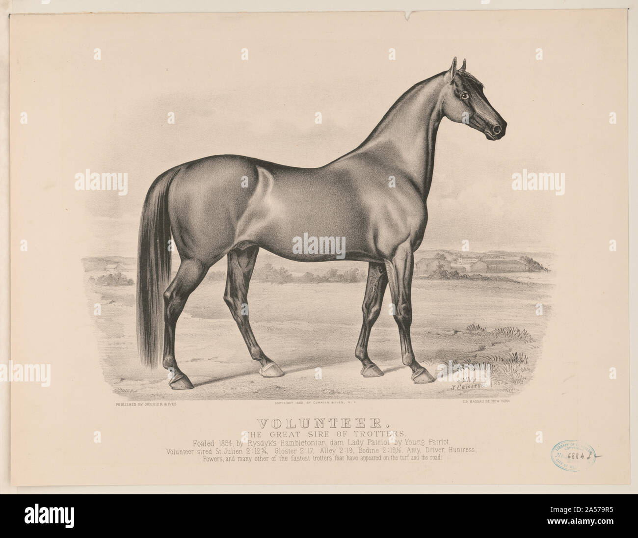 Volunteer: the great sire of trotters Stock Photo - Alamy