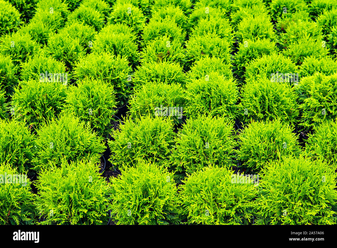 Breeding houseplants hi-res stock photography and images - Alamy
