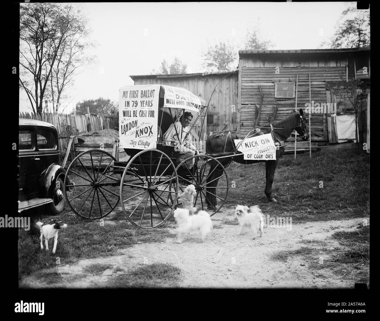 Mrs o’leary and her cow Black and White Stock Photos & Images - Alamy