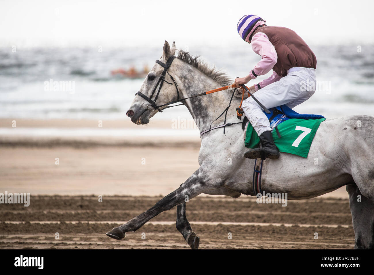 Race horse galloping on the beach Stock Photo - Alamy