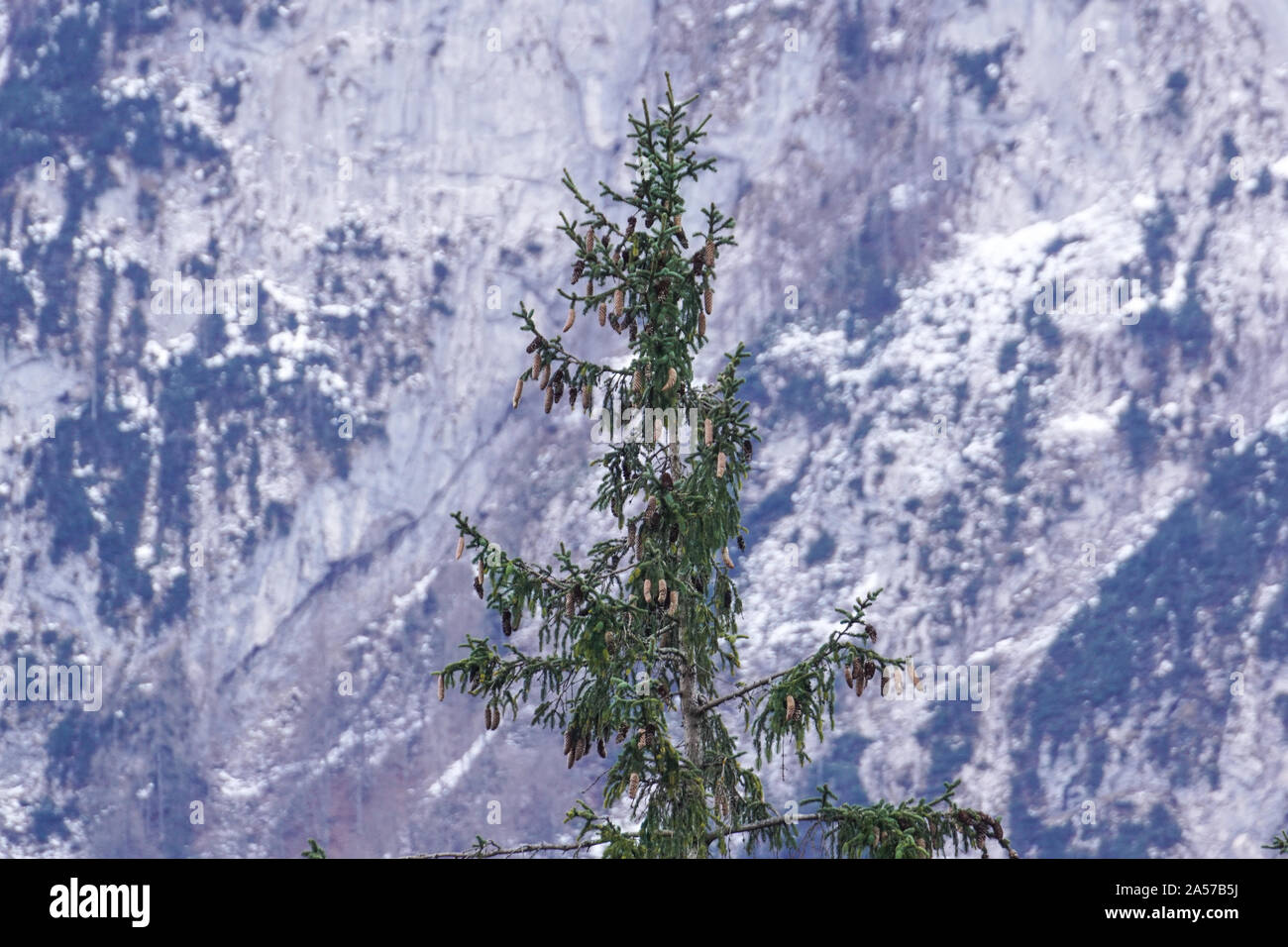 Pinus mugo known creeping pine hi-res stock photography and images - Alamy