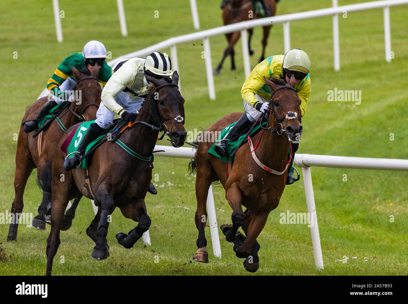 Jockeys and race horses batting for position on the final furlongs of ...