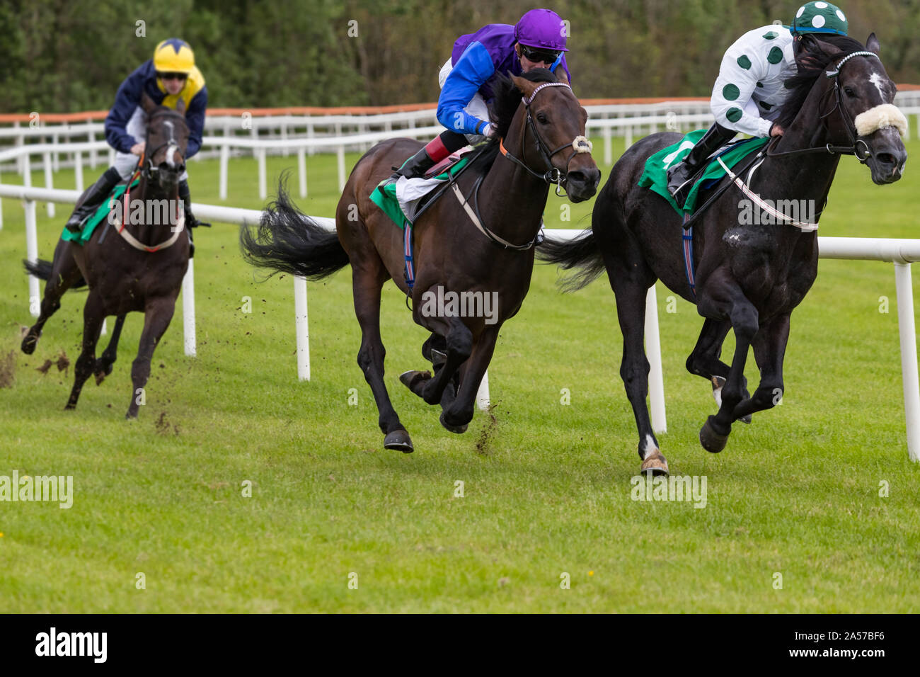 Close up on two galloping race horses and jockeys competing for first ...