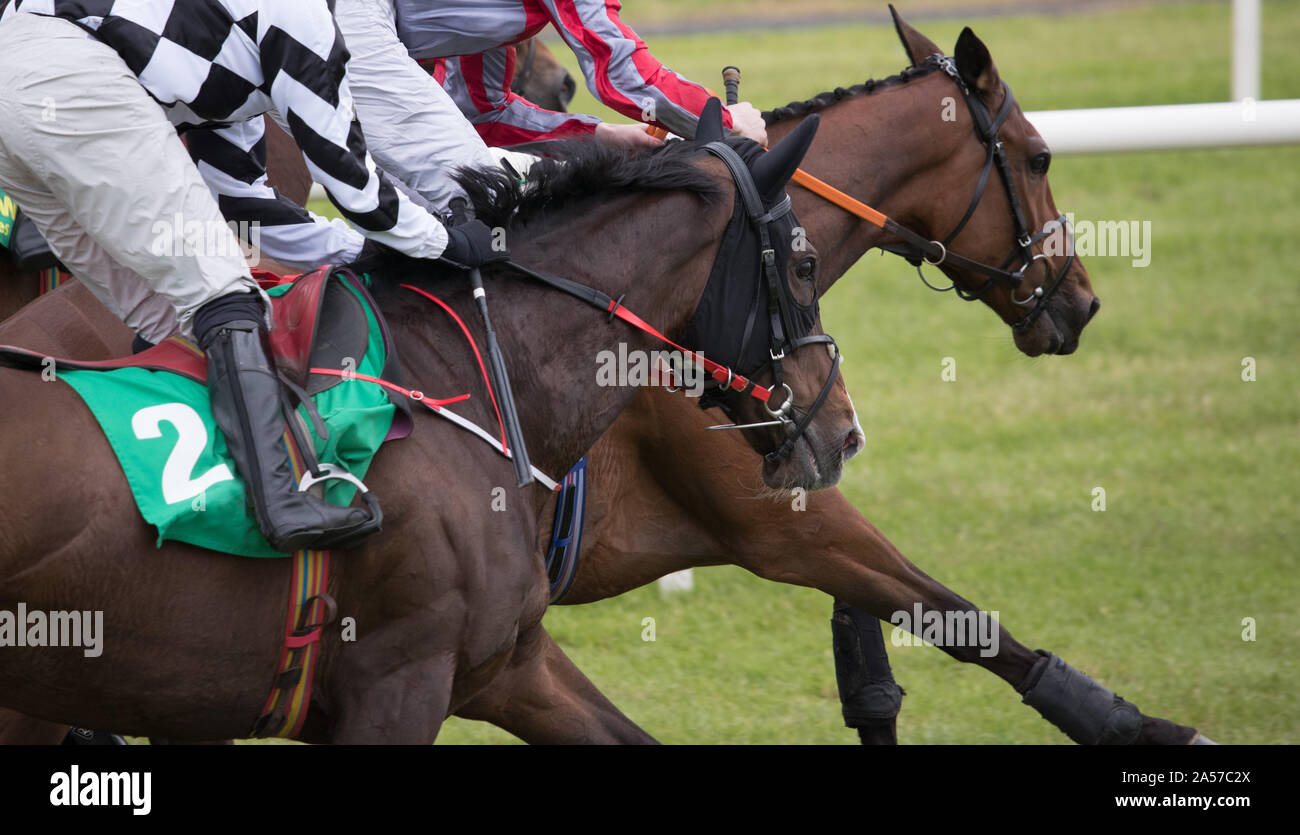 Close up on galloping race horses competing Stock Photo - Alamy