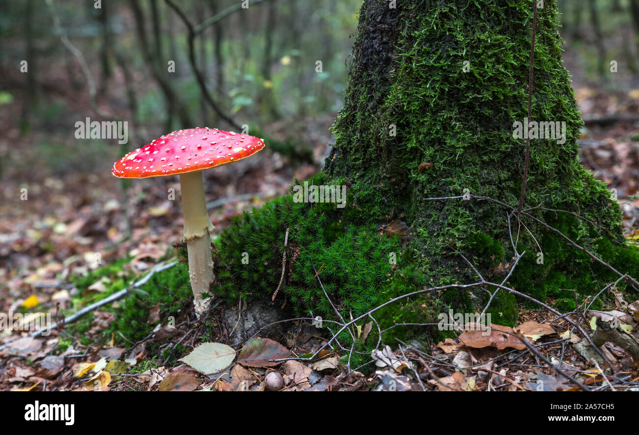 very big fly agaric red mushroom with white dots at a tree full of moss ...