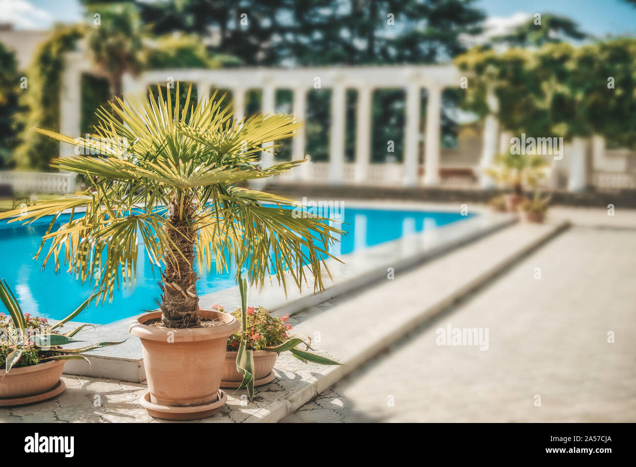 Palm tree next swimming pool hi-res stock photography and images - Alamy