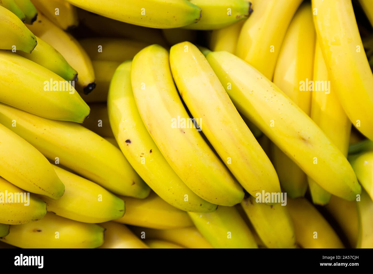 Raw organic cavendish bananas for sale at season market. Rich in ...