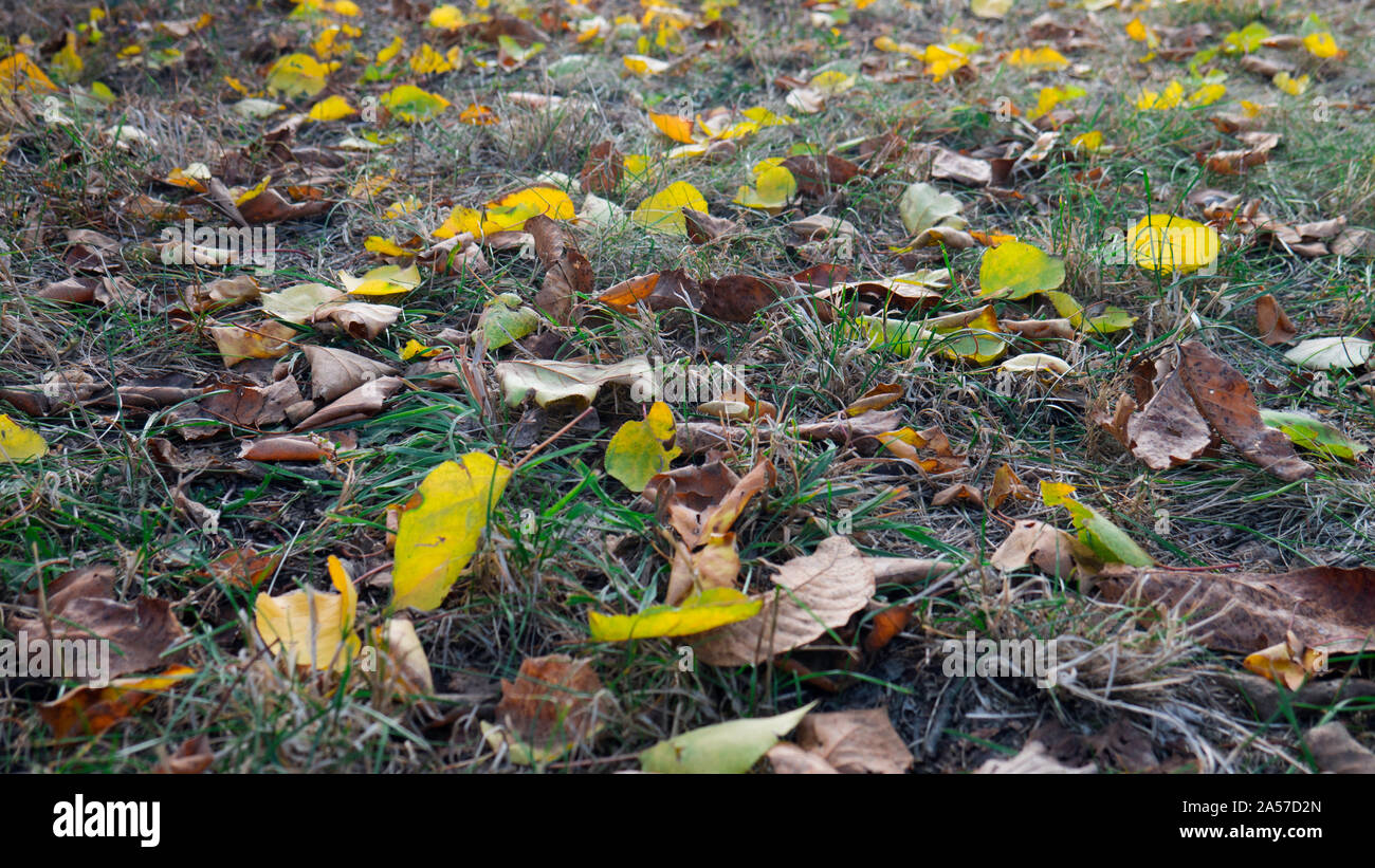 Dry autumn leaves on the ground - background Stock Photo - Alamy