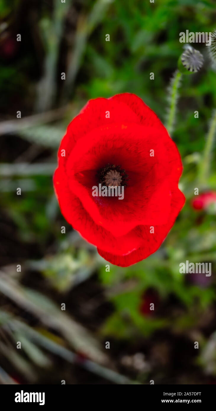 Red Poppies in Flanders Fields symbol for remembrance Day WW1 - For ...
