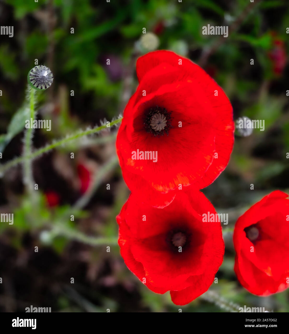 Red Poppies in Flanders Fields symbol for remembrance Day WW1 - For ...