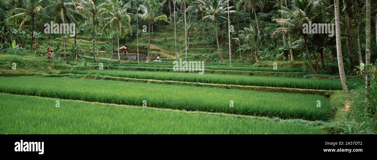Rice field with palm trees near a temple, Bali, Indonesia Stock Photo ...