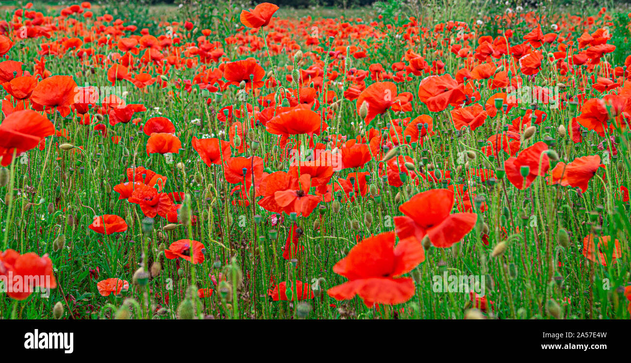 Red Poppies In Flanders Fields
