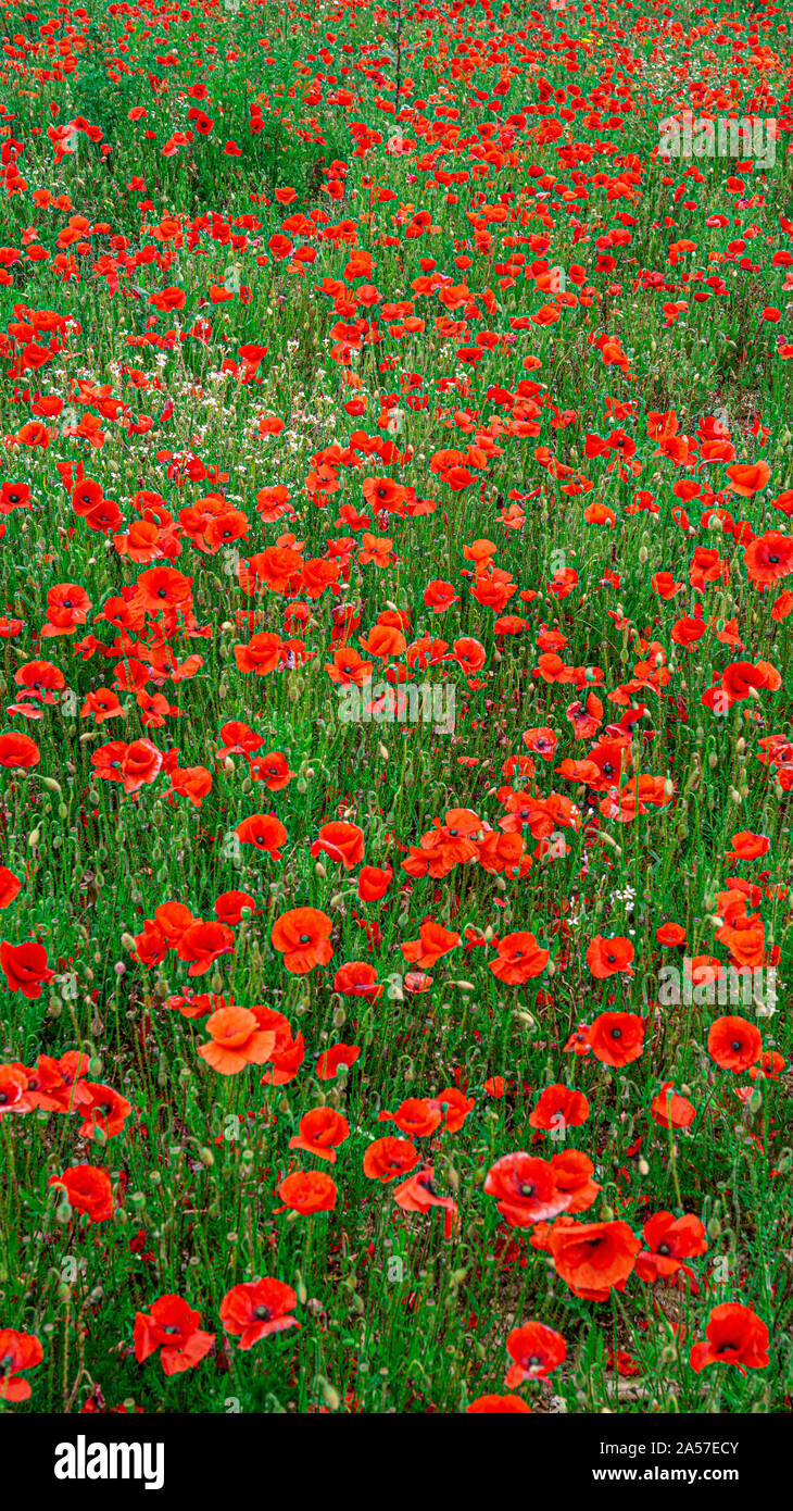 Red Poppies in Flanders Fields symbol for remembrance Day WW1 - For ... Red Poppies in Flanders Fields symbol for remembrance Day WW1 - For ...