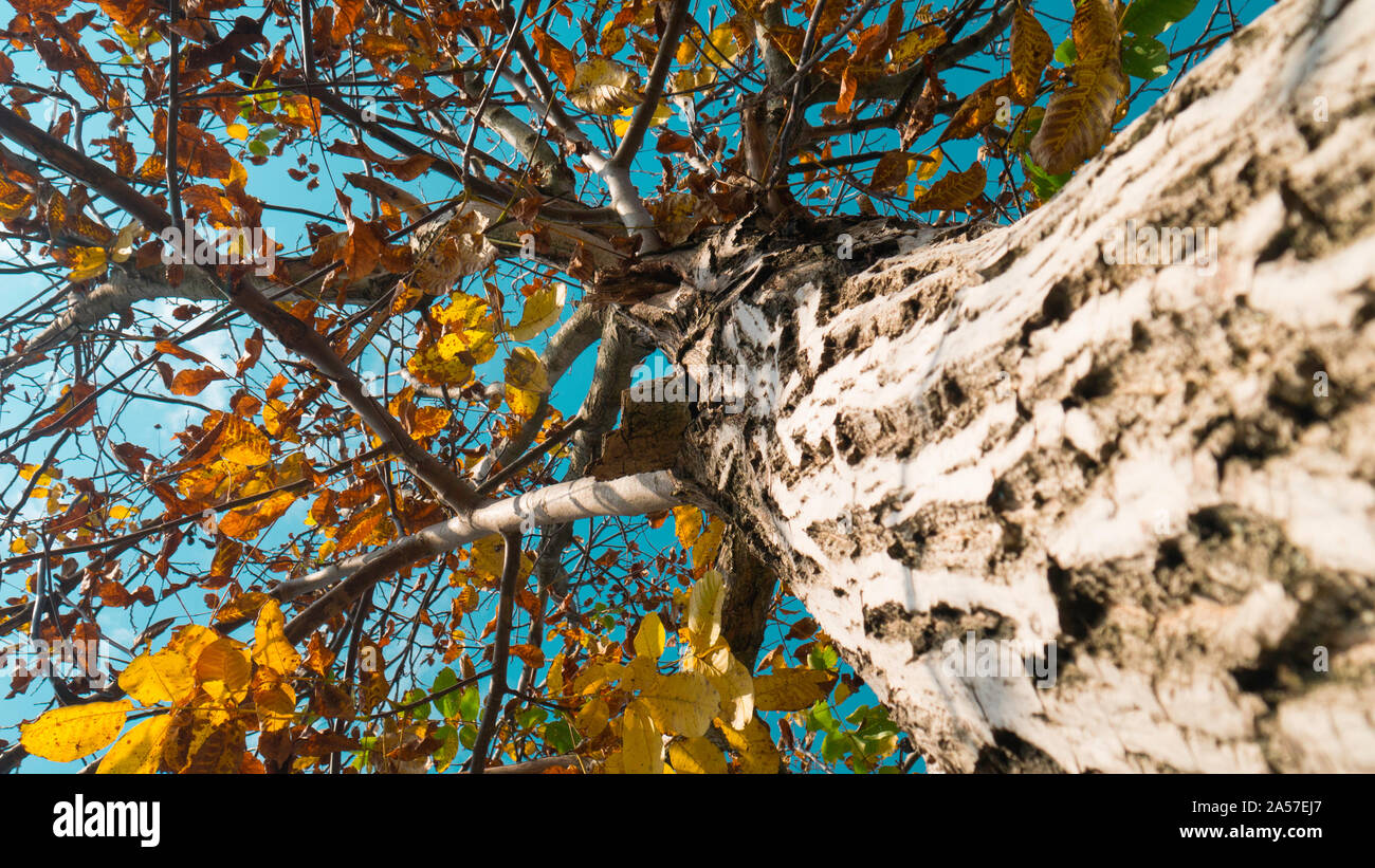 Walnut from below in hi-res stock photography and images - Alamy