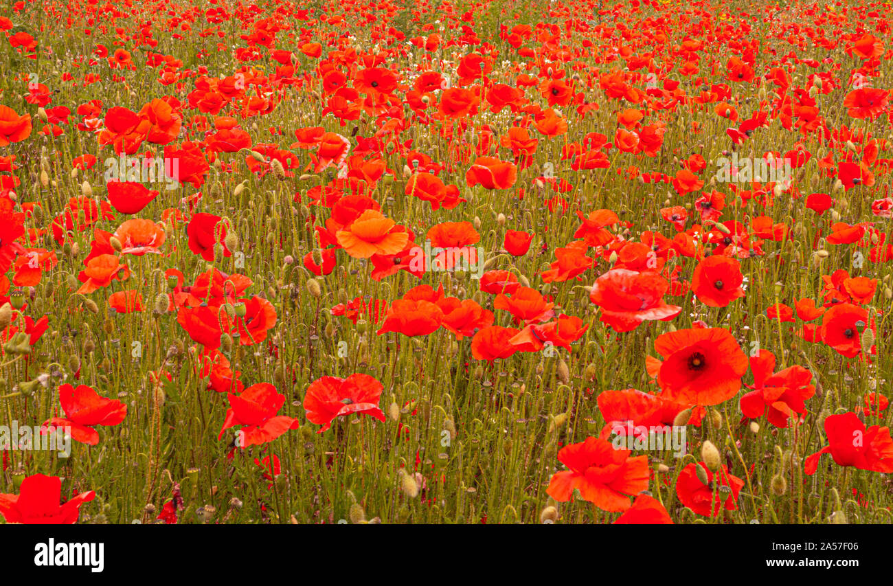 Ww1 Soldier In Poppy Field High Resolution Stock Photography and Images ...