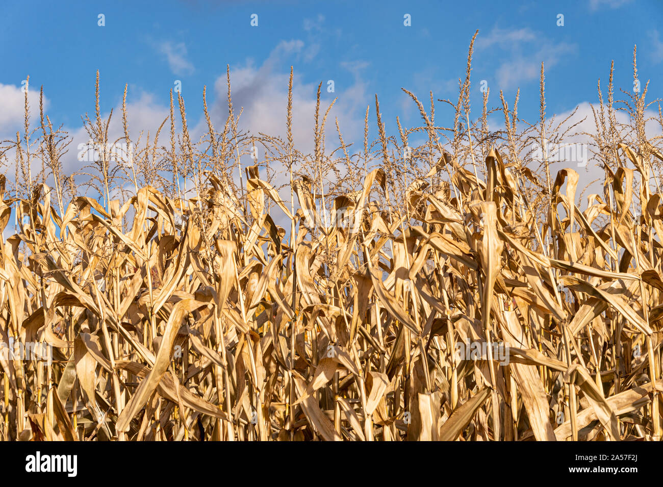Dried out corn field in Canada over blue sky Stock Photo - Alamy