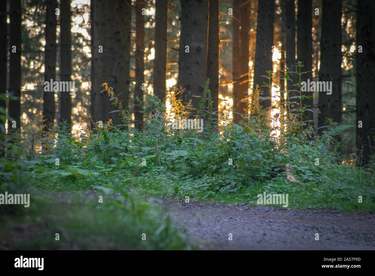 Tree trunks illuminated from below at sunset on a wooded hill. Foodpath ...